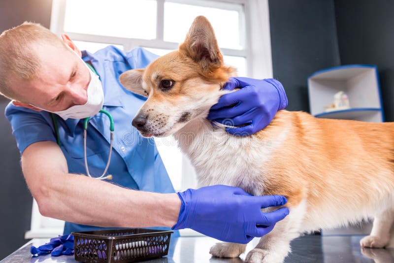Veterinarian Examines The Ears Of A Sick Corgi Dog Stock Image - Image ...