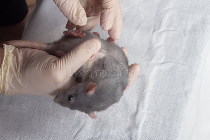 A Veterinarian Examines a Pet Rat with Gloved Hands Stock Photo - Image ...
