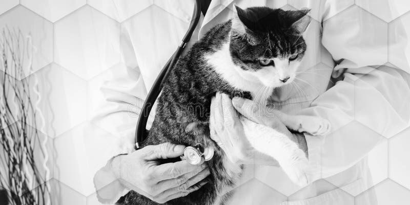 Veterinarian Examining Cat, Geometric Pattern Stock Photo - Image of ...