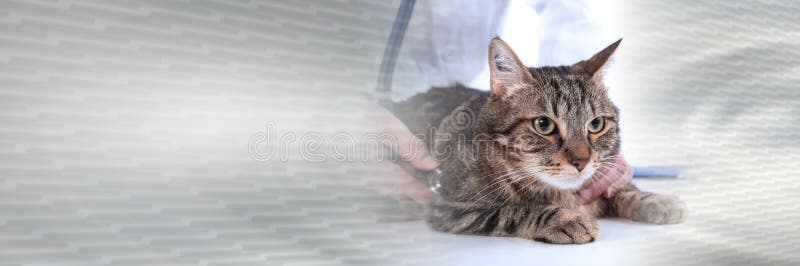 Veterinarian Examining a Cat; Panoramic Banner Stock Image - Image of ...