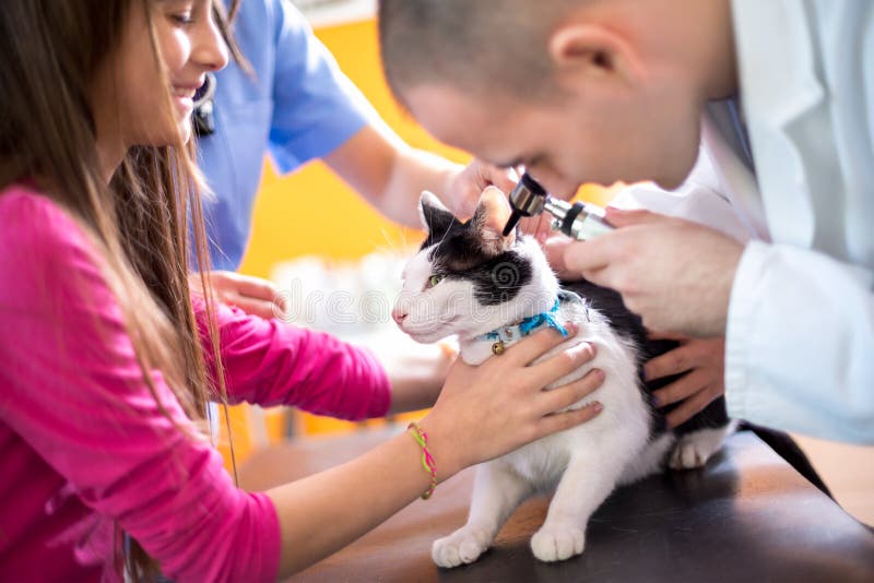 Veterinarian Examining Cat S Hearing at Vet Ambulant Stock Photo ...