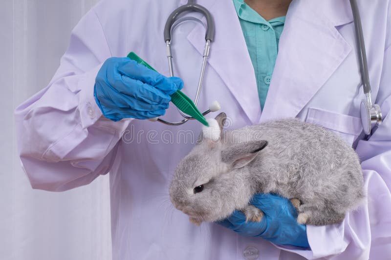 Veterinarian is Examining and Cleaning Rabbit Ear with Cotton Buds ...
