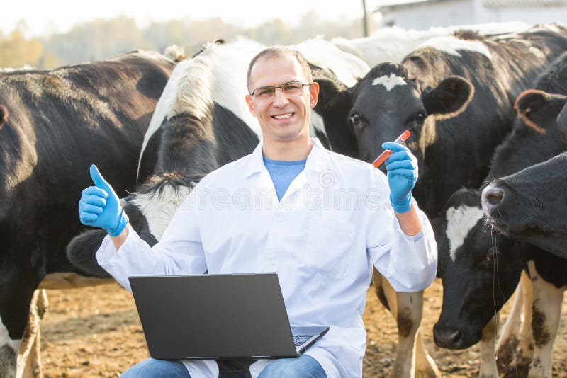 Veterinarian examining cow stock image. Image of check - 63301997
