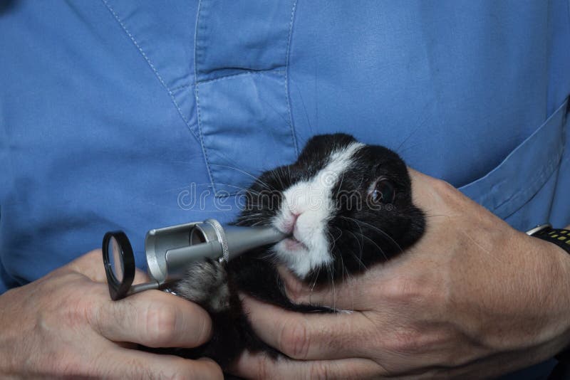Veterinarian Examining a Rabbit Stock Photo - Image of health, mammal ...