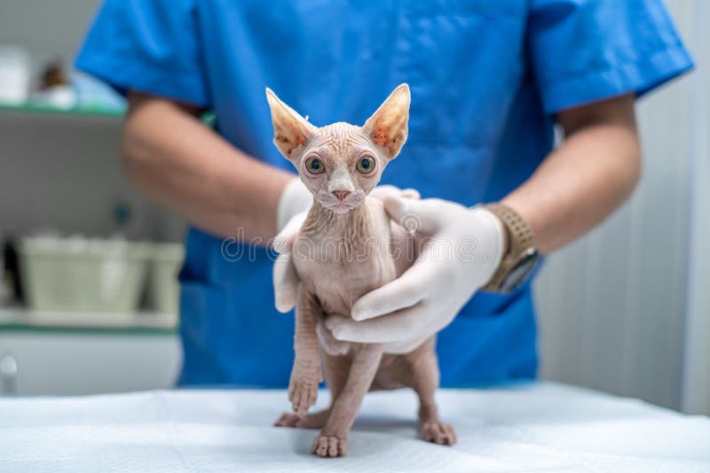 Veterinarian Examining Sphinx Cat on the Table in the Clinic Stock ...