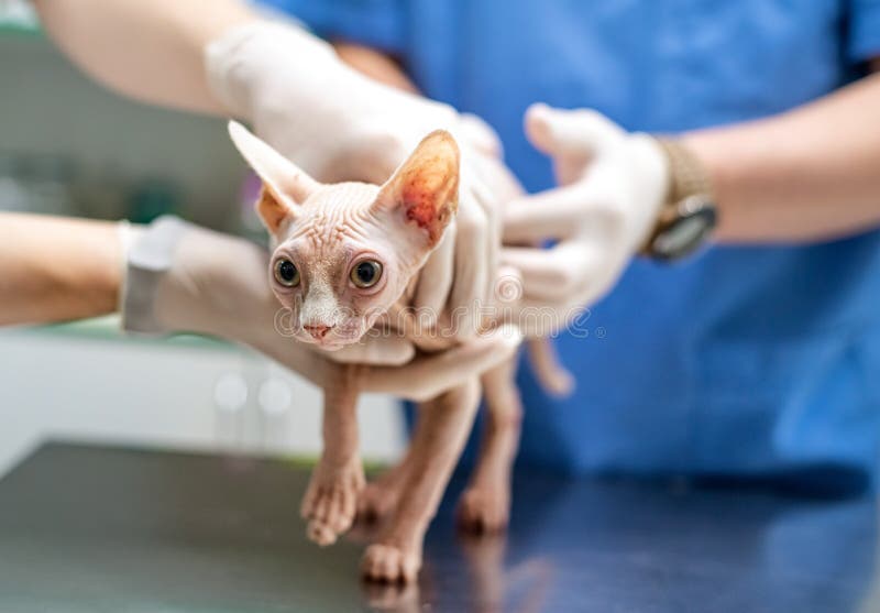 Veterinarian Examining Sphinx Cat on the Table in the Clinic Stock ...