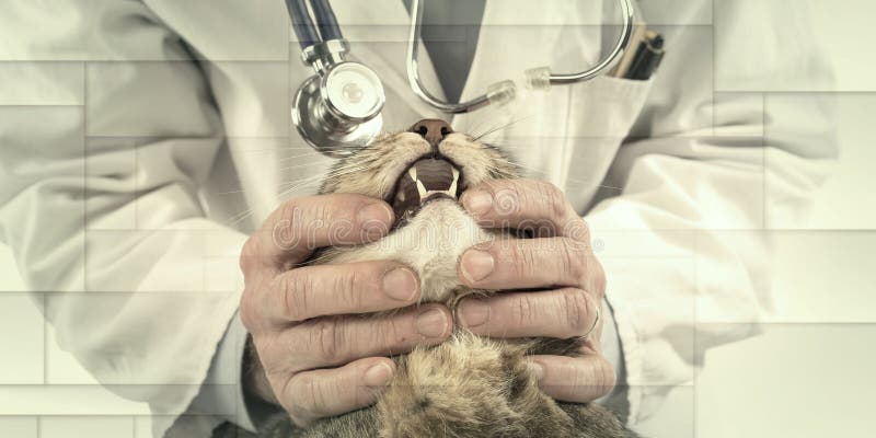 Veterinarian Examining the Teeth of a Cat, Geometric Pattern Stock ...