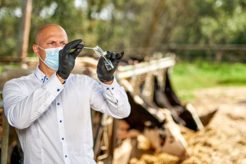 Veterinarian at Farm Cattle at Farm with Dairy Cows Stock Image - Image ...