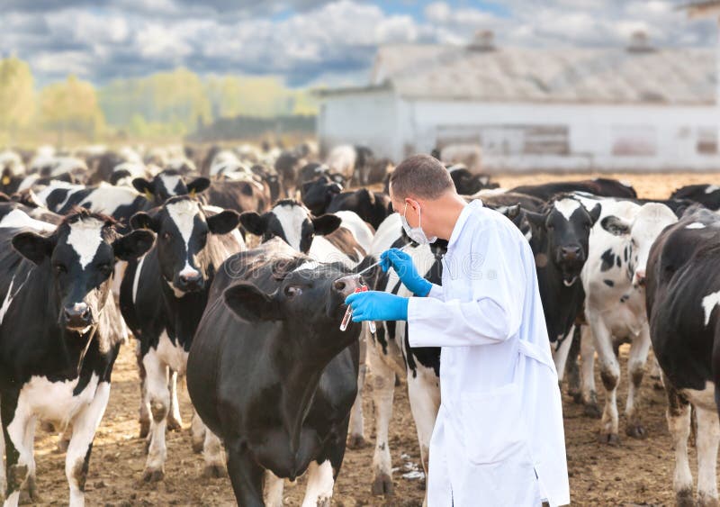 Veterinarian at Farm Cattle Stock Image - Image of diagnostic, plant ...