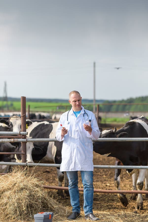 Veterinarian on farm cows stock photo. Image of operation - 73191926