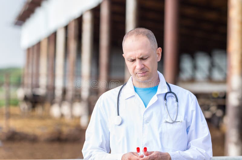 Veterinarian on farm cows stock photo. Image of livestock - 73191936 Veterinarian on farm cows stock photo. Image of livestock - 73191936