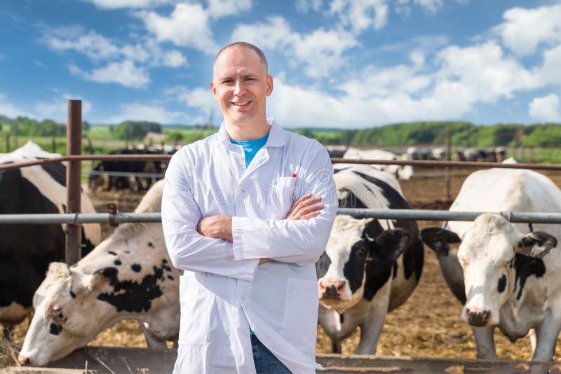 Veterinarian on farm cows stock image. Image of farm - 88828023