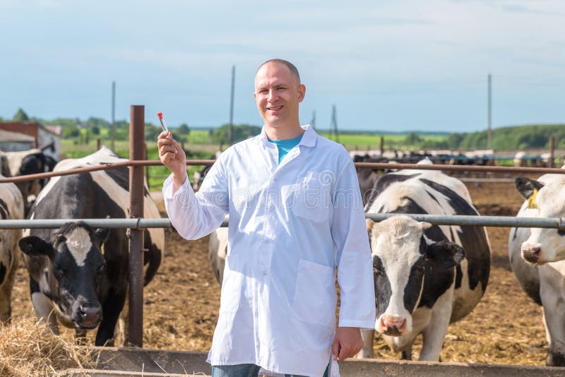 Veterinarian at Farm Cattle Stock Photo - Image of medical, occupation ...