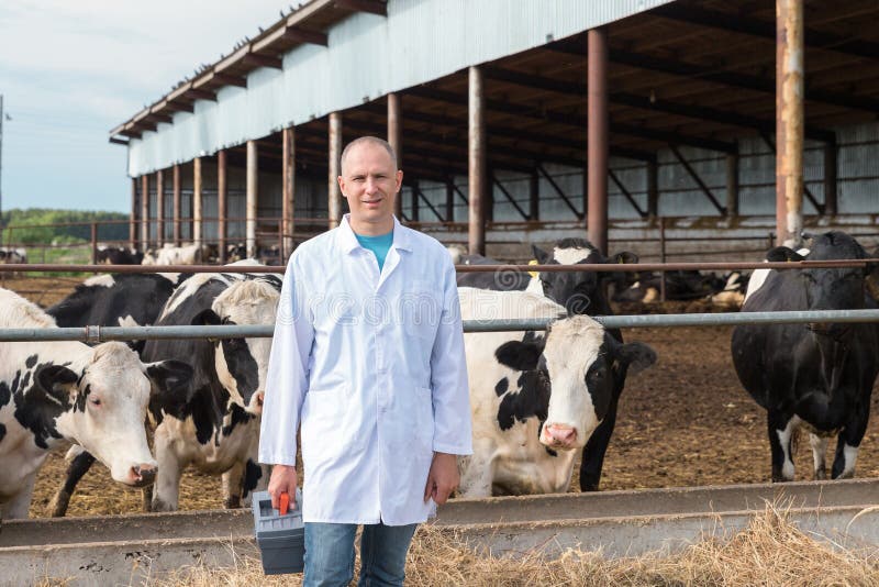 Veterinarian on farm cows stock image. Image of animals - 90615907