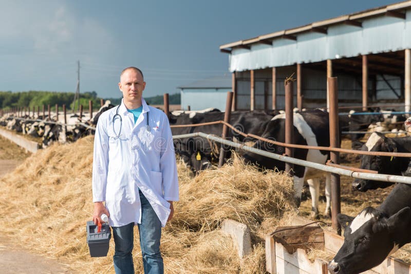 Veterinarian at Farm Cattle Stock Photo - Image of medical, occupation ...