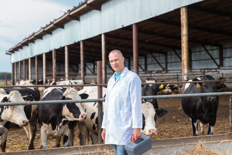 Veterinarian at Farm Cattle Stock Photo - Image of medical, occupation ...