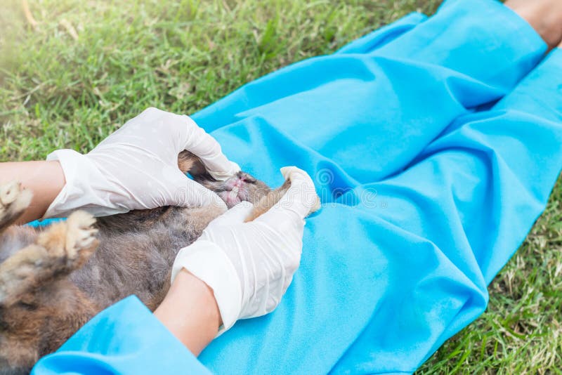 The Veterinarian Feeding Medicine To Rabbit by Syringe Stock Photo ...