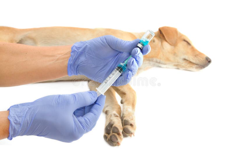 Veterinarian Giving Injection a Dog Stock Photo - Image of sick, health ...