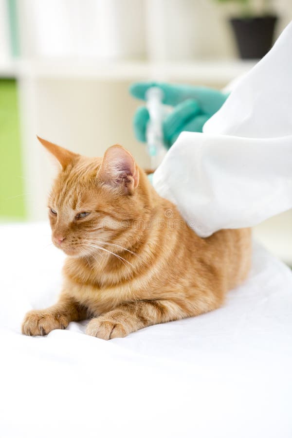 Veterinarian Giving Injection Insulin To a Cat Stock Image - Image of ...