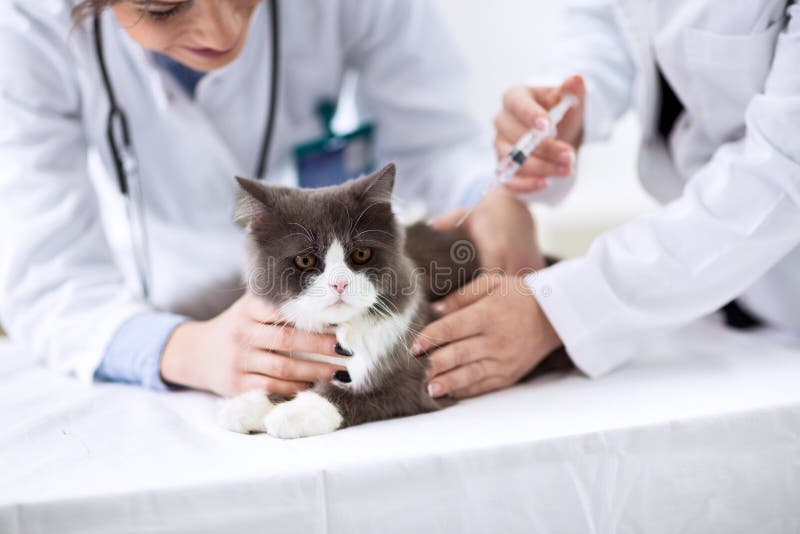 Veterinarian Giving Injection To a Cat Stock Image - Image of checkup ...
