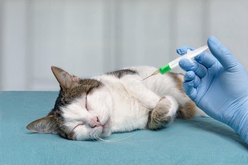 Veterinarian Giving Injection To a Old Tabby Cat. Stock Image - Image ...