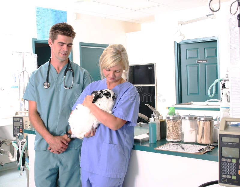 Veterinarian Holding a Rabbit Stock Photo - Image of portrait, health ...