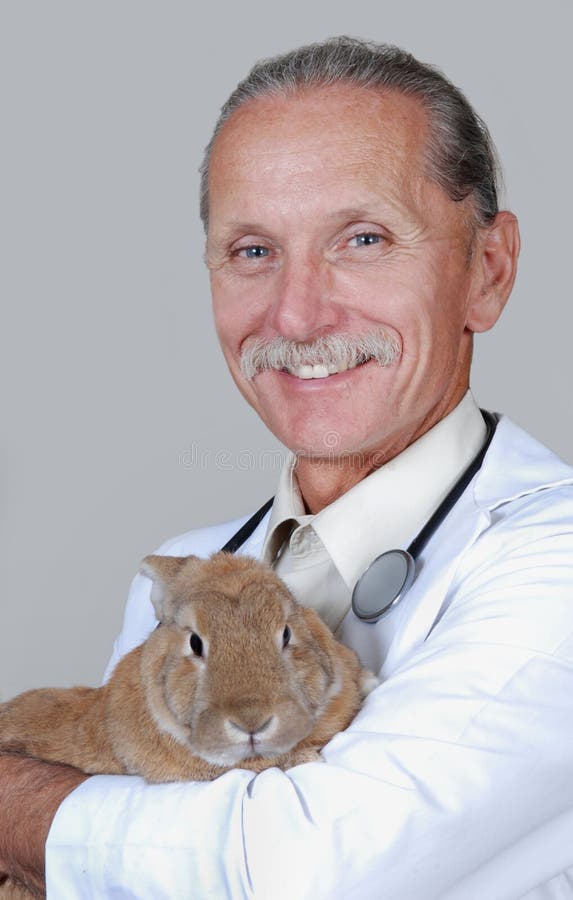 Veterinarian Holding Rabbit Stock Photo - Image of mixed, vertical ...