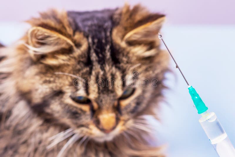 The Veterinarian Holds the Syringe To Inject a Sick Cat_ Stock Image ...