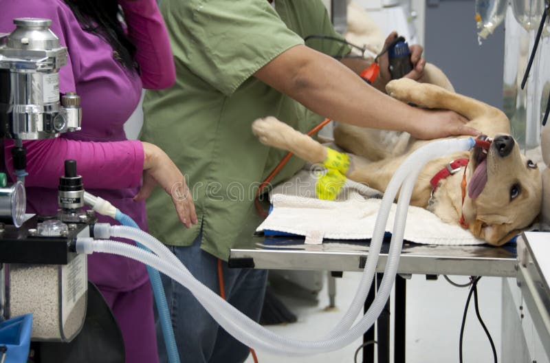 At the Veterinarian Hospital Stock Image - Image of table, hold: 19921881
