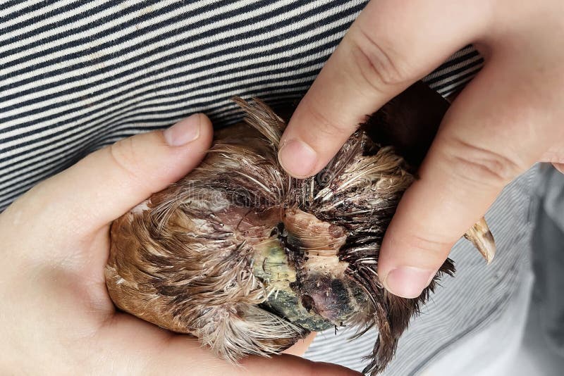 Bird X-ray. Pigeon X-ray, Animal Veterinary Radiography Stock Photo ...