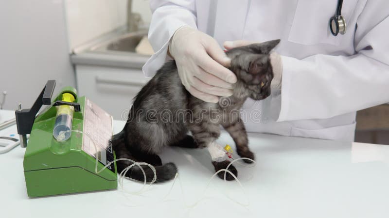 The Veterinarian Makes Injection To Cat Using Medical Dropper Stock ...