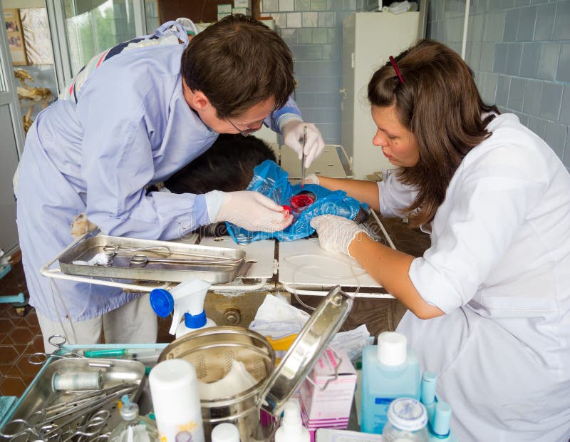 Veterinarian Makes Surgery the Dog Stock Image - Image of animal, nurse ...
