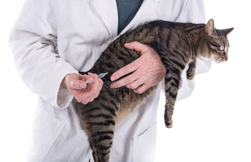 Veterinarian Making Injection Stock Photo - Image of sick, clinic: 77275260