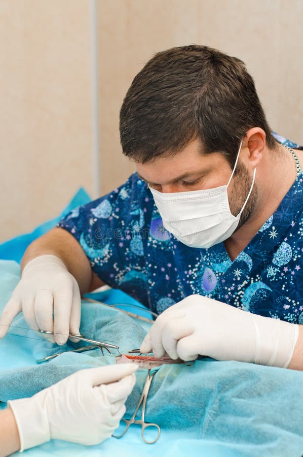 Veterinarian stock image. Image of clinic, care, hospital - 31664727