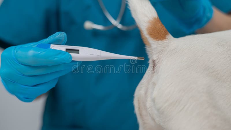 A Veterinarian Measures a Dog S Temperature Rectally with an Electronic ...