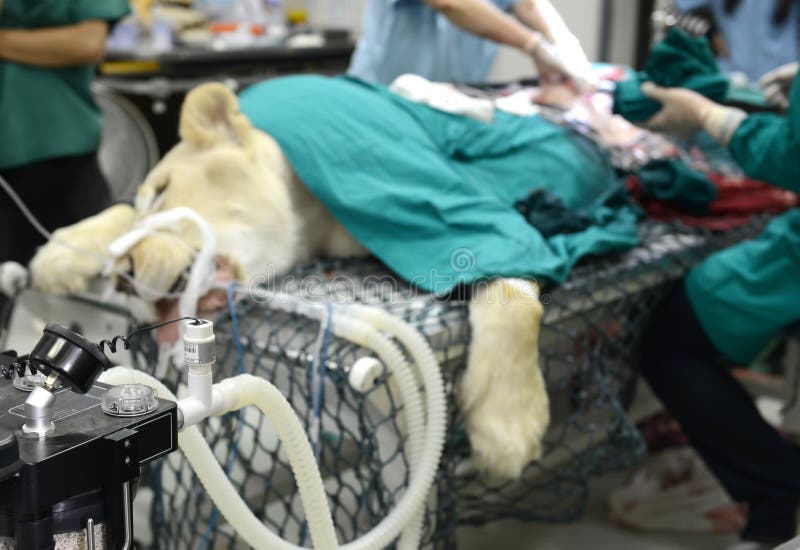 Veterinarian Performing an Operation on a Lion Stock Photo - Image of ...