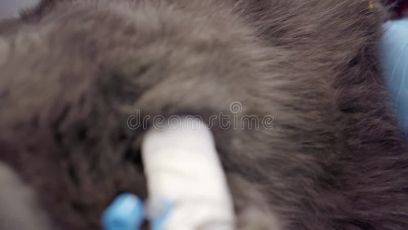 Operation on a Cat in a Veterinary Clinic. Stock Video - Video of ...