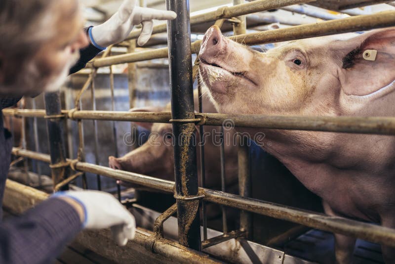 Veterinarian Checking on the Pig`s Health Stock Photo - Image of animal ...