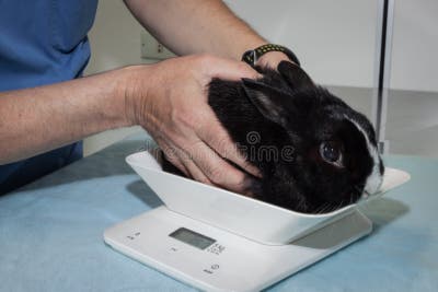 Veterinarian Putting a Rabbit on Scale Stock Photo - Image of small ...