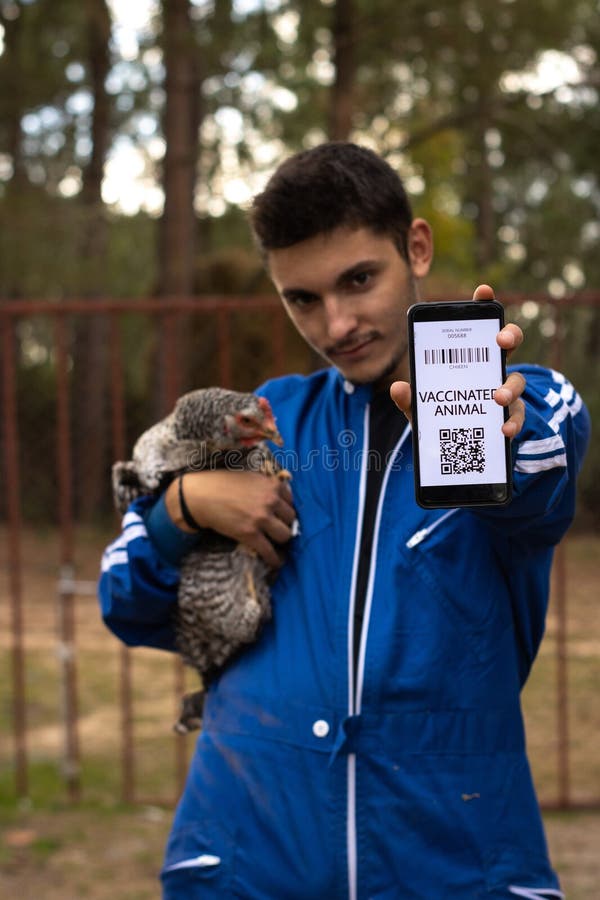 Veterinarian Showing Vaccinated Chicken Qr Code on Smartphone App Stock ...