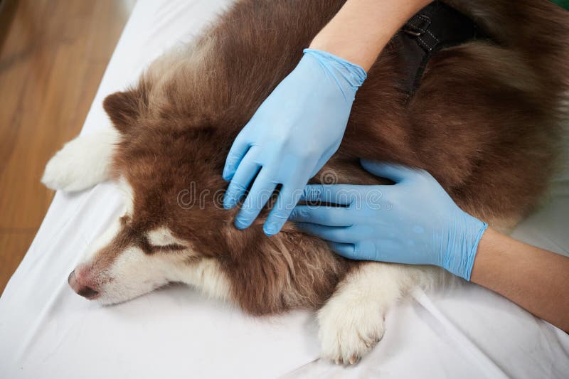 Veterinarian Checking Samoyed Dog Stock Photo - Image of health, sick ...
