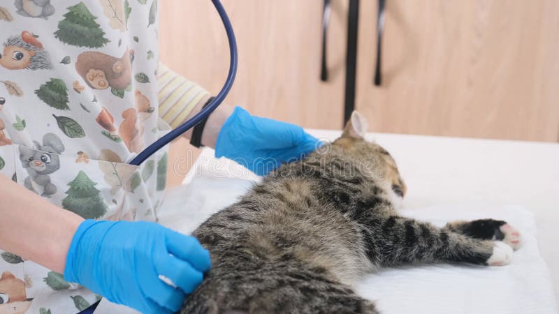 The Veterinarian Strokes the Cat after Anesthesia. Stock Video - Video ...