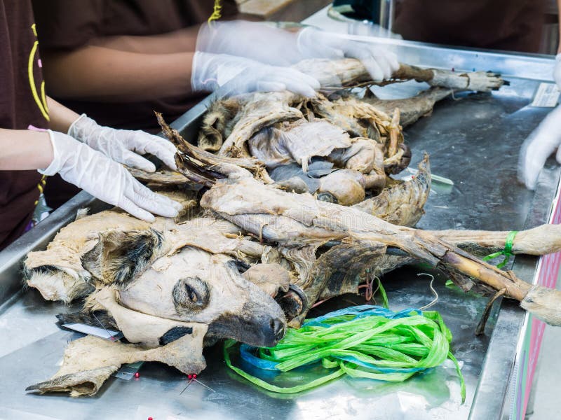 Veterinarian Student Learning from Dog Body Stock Photo - Image of ...