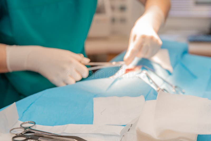 The Veterinarian Surgeon Performs the Animal Operation on the Operating ...