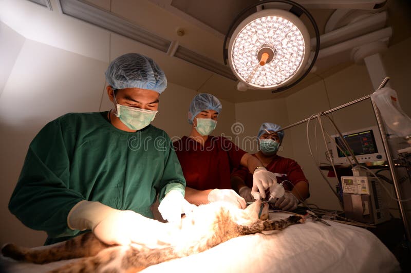 Veterinarian Surgeon Working in Operating Room with an Assistant Stock ...