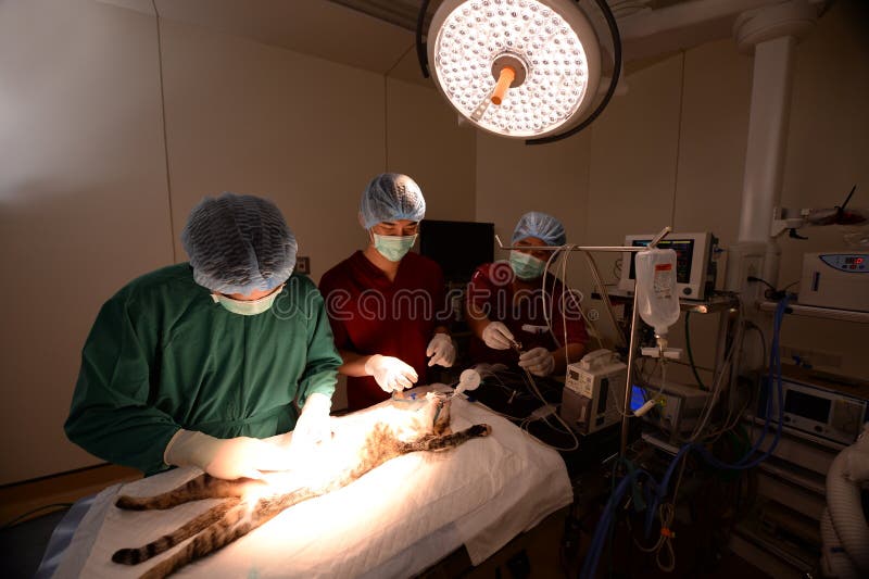 Veterinarian Surgeon Working in Operating Room with an Assistant Stock ...