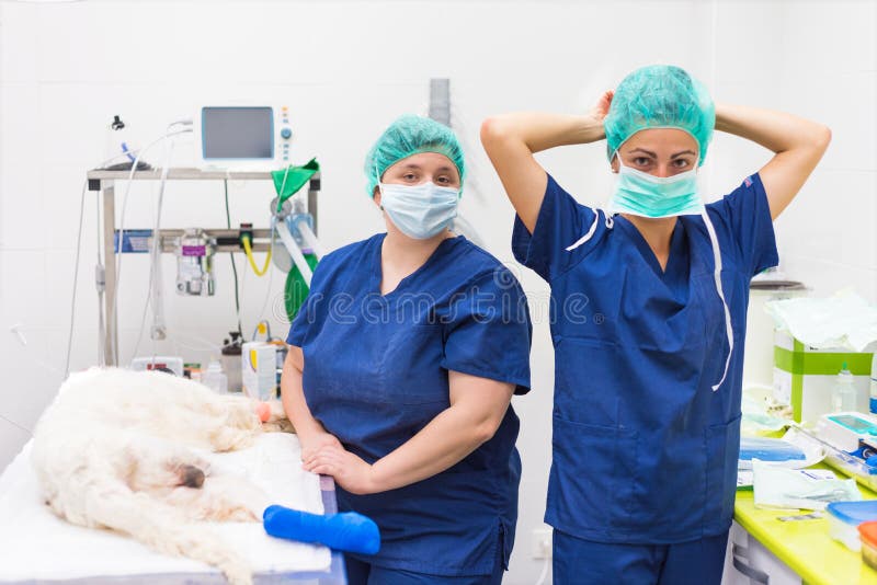 3,604 Veterinary Operating Room Stock Photos - Free & Royalty-Free ...