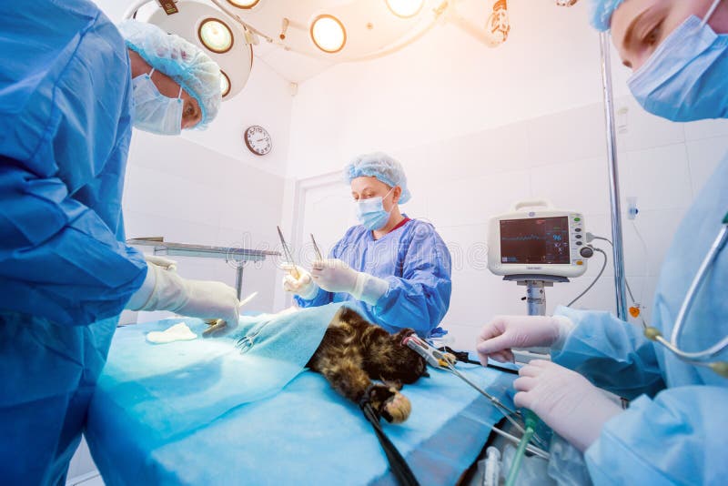Veterinarian Surgeons in Operating Room Doing Cat Neutering Stock Photo ...