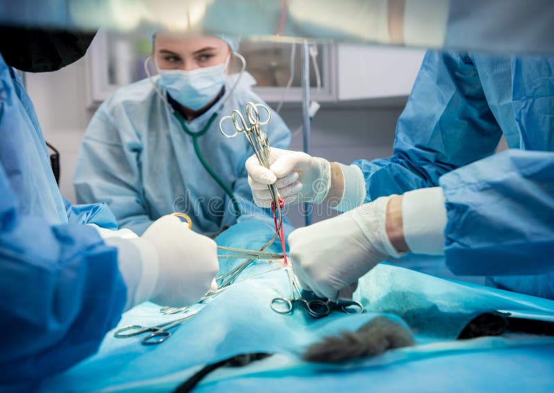 Veterinarian Surgeons in Operating Room Doing Cat Neutering Stock Photo ...