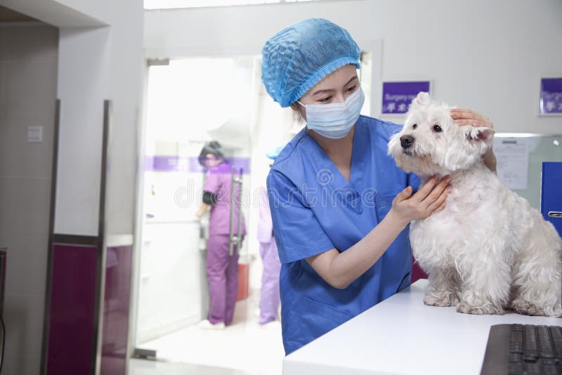 Veterinarian with Surgical Mask Examining Dog Stock Photo - Image of ...